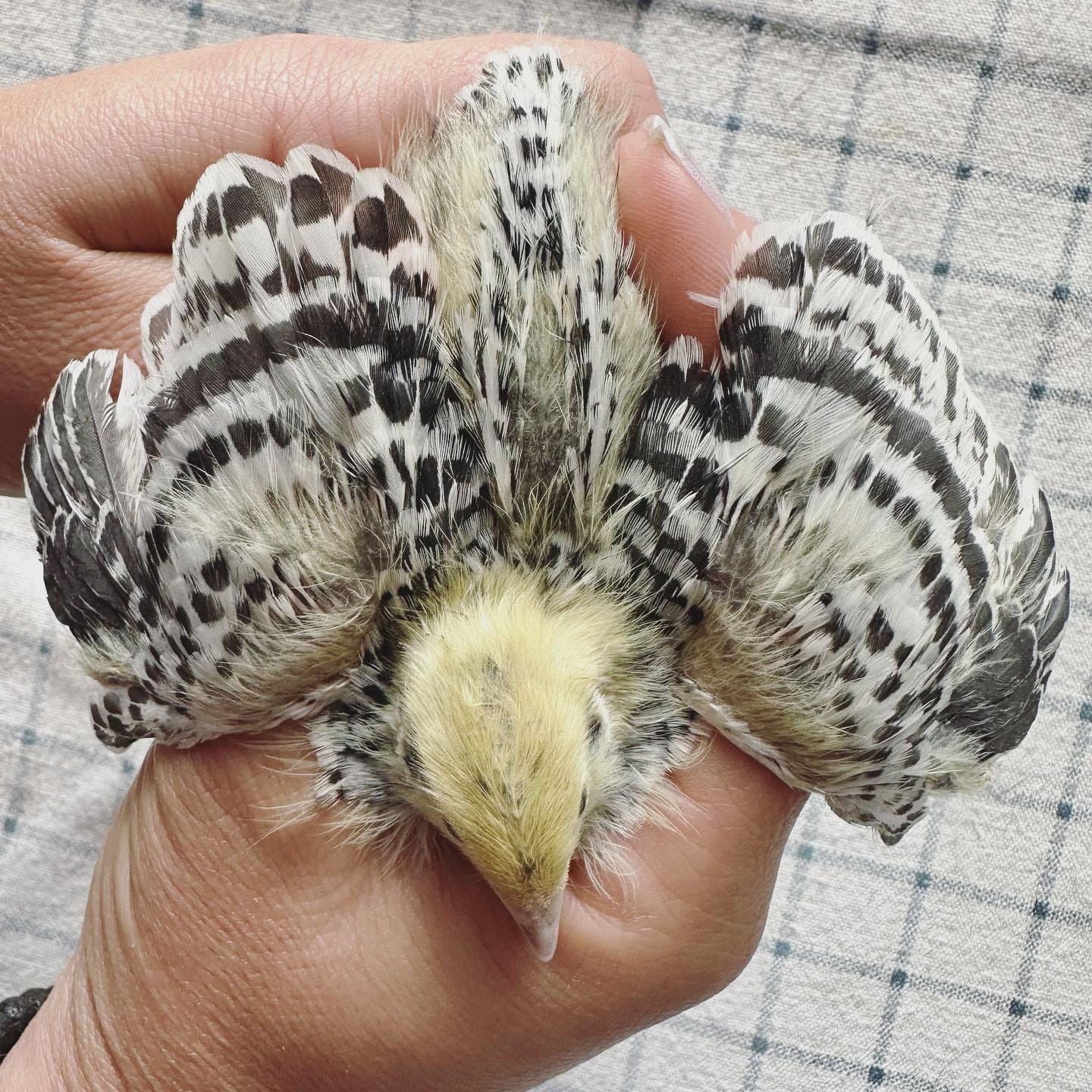 Quail Breeding Projects Underway at Forget-Me-Not Quail Farm
