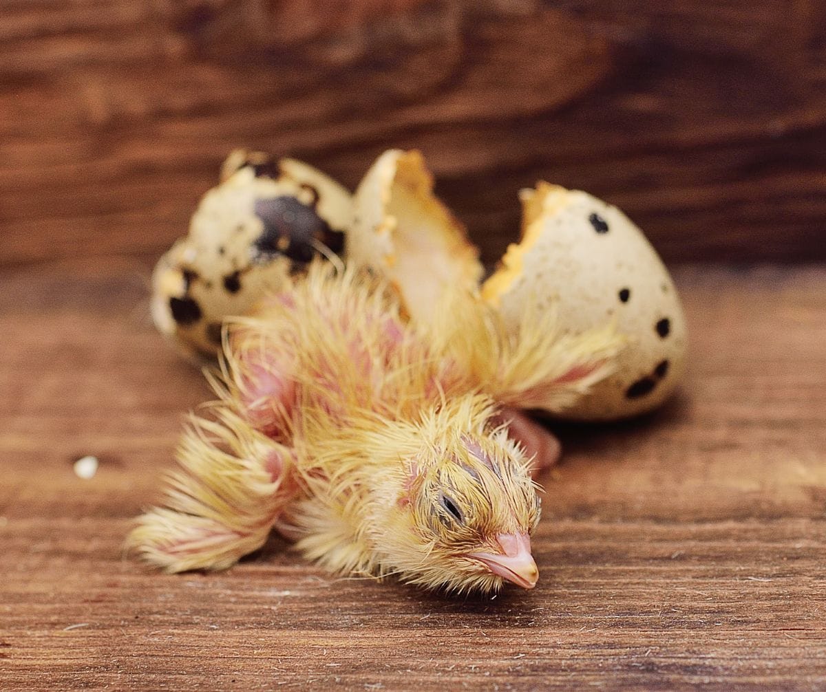 Fertile Coturnix Quail Hatching Eggs at Forget-Me-Not Quail Farm