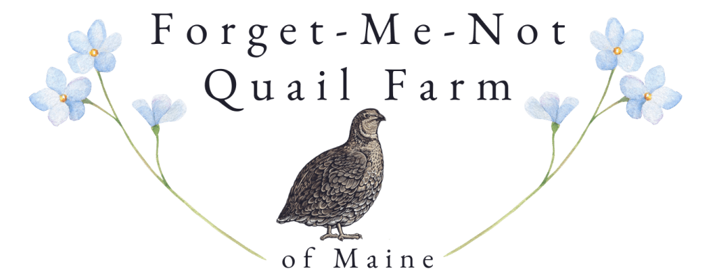 Coturnix Quail Pen Setup: A Beginner’s Guide