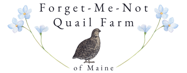 Raising Coturnix Quail for Meat: A Beginner’s Guide