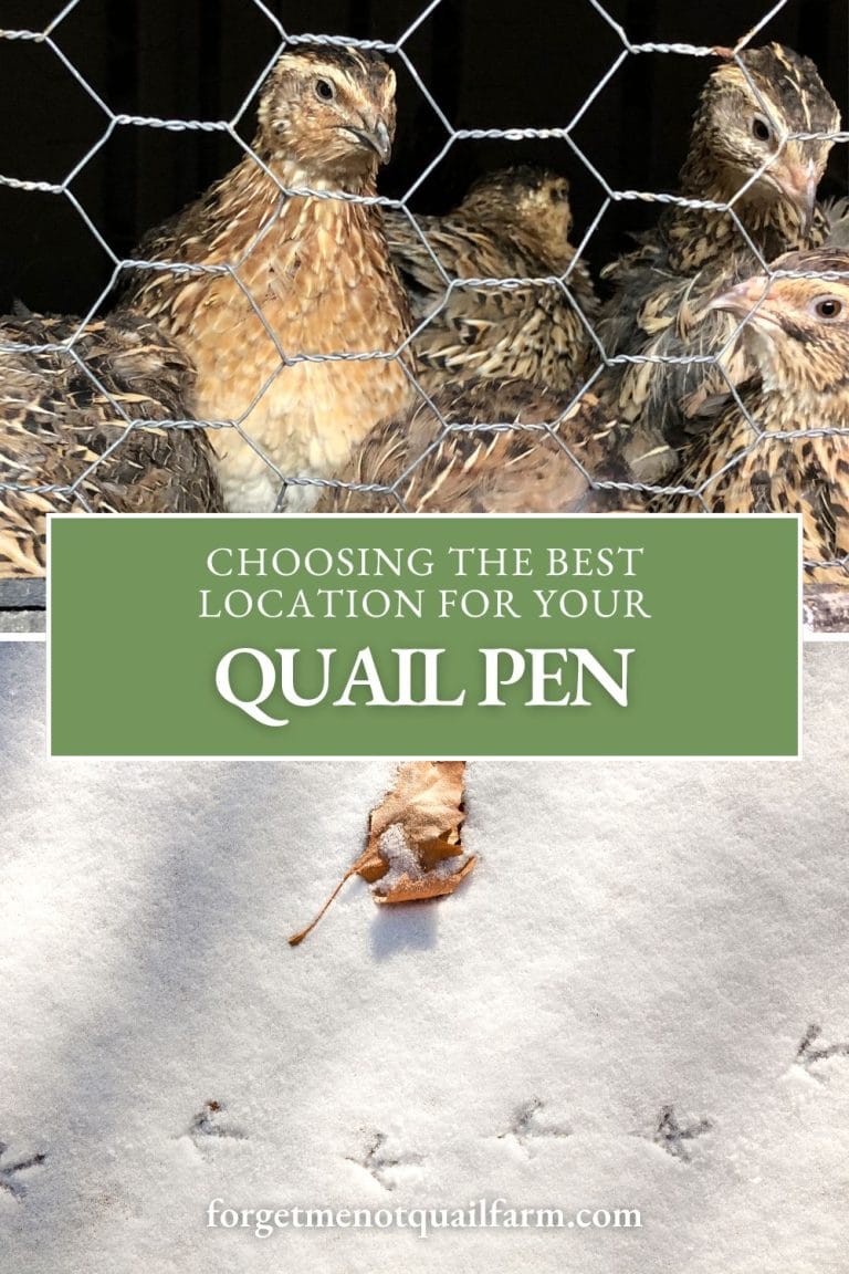 Choosing the Best Location for Your Coturnix Quail Pen