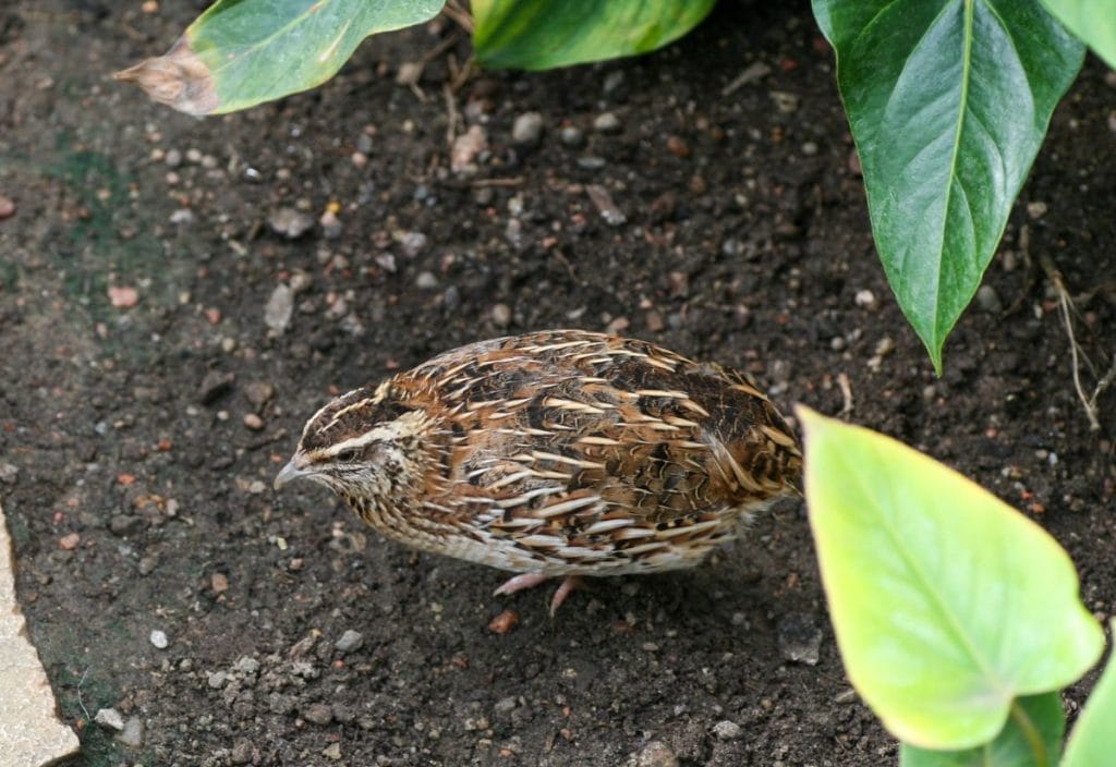 How to Price Live Quail for Sale: A Guide for Small-Scale Breeders
