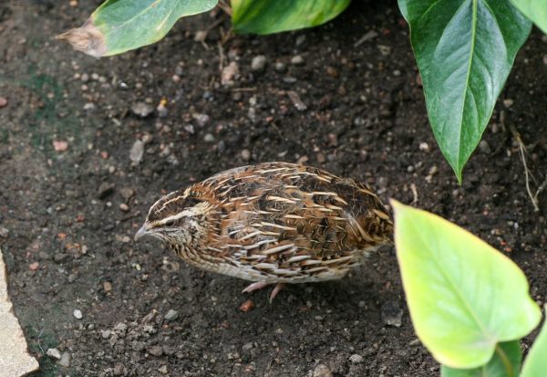Sick Quail Symptoms and How to Treat Them