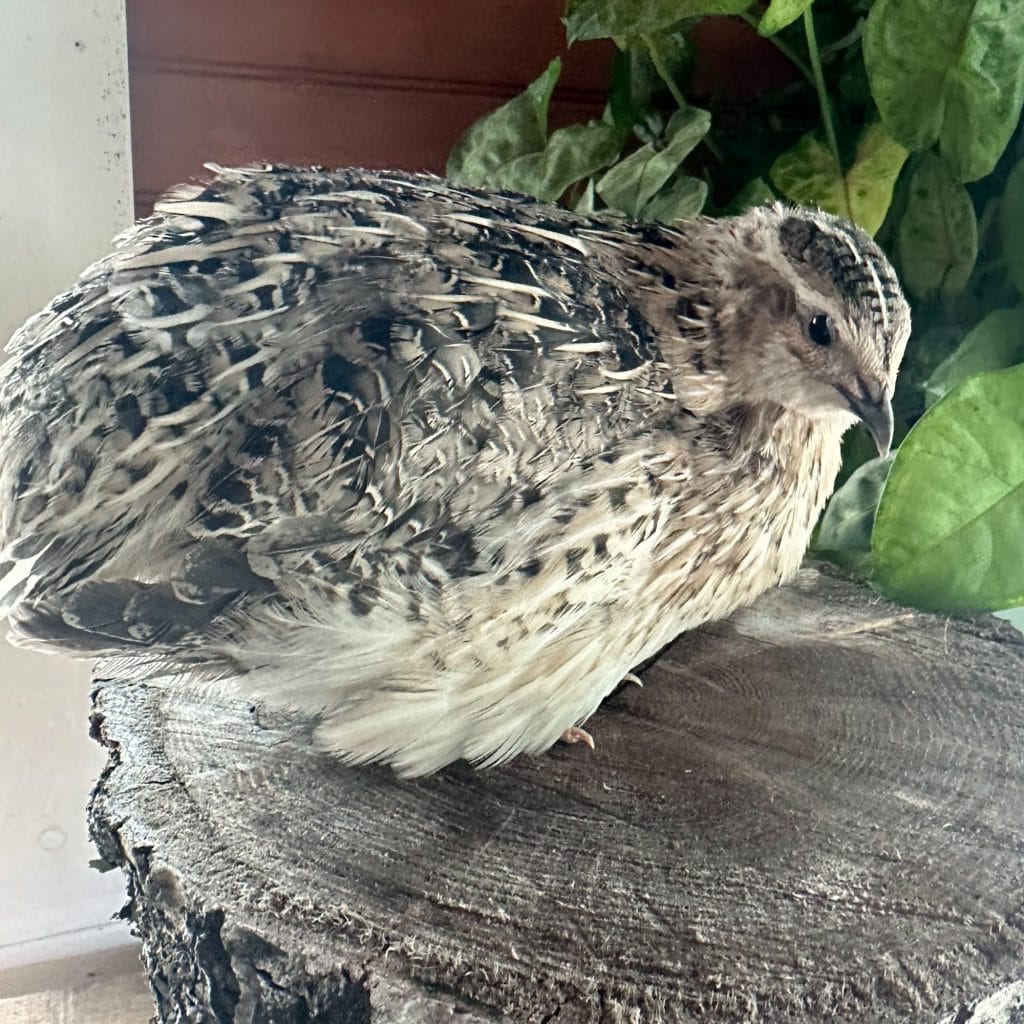Quail Breeding Projects Underway at Forget-Me-Not Quail Farm