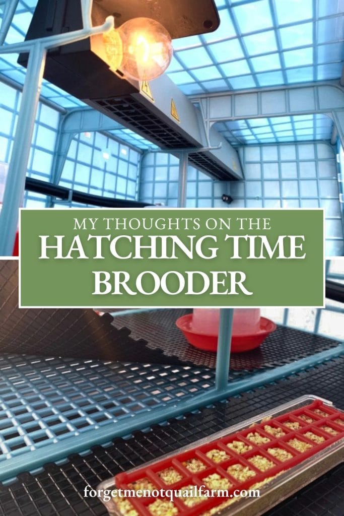 Is the Hatching Time Quail Brooder Worth It?
