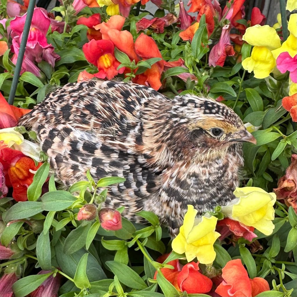 Quail Breeding Projects Underway at Forget-Me-Not Quail Farm