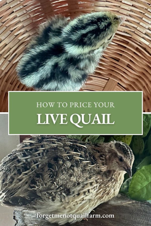 How to Price Live Quail for Sale: Fair, Profitable, and Sustainable