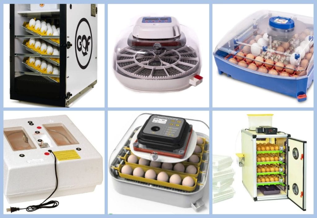 Fertile or Not? Quick, Easy Methods for Testing Your Quail Eggs