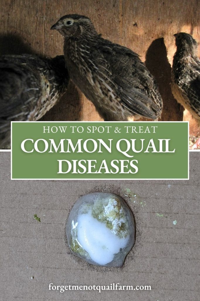 Quail Diseases and Signs You Should Not Ignore