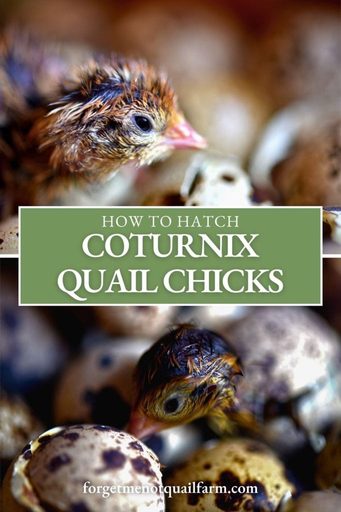 Coturnix Quail Egg Incubation Guide: Timeframe & Tips