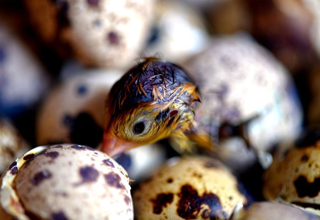 Coturnix Quail Egg Incubation Guide: Timeframe & Tips