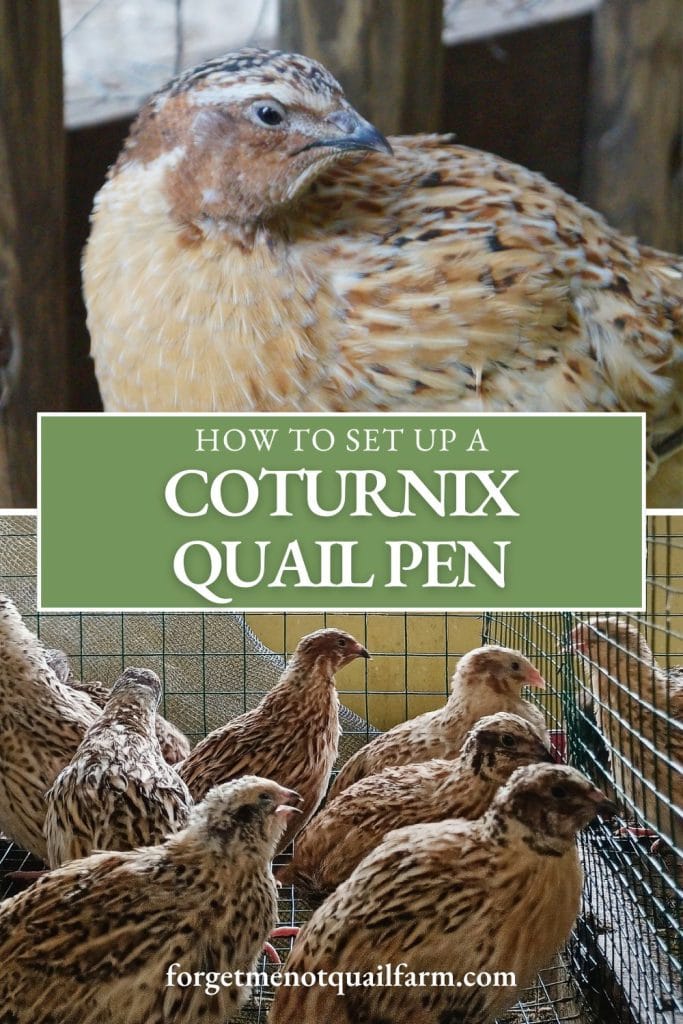 Coturnix Quail Pen Setup: A Beginner’s Guide