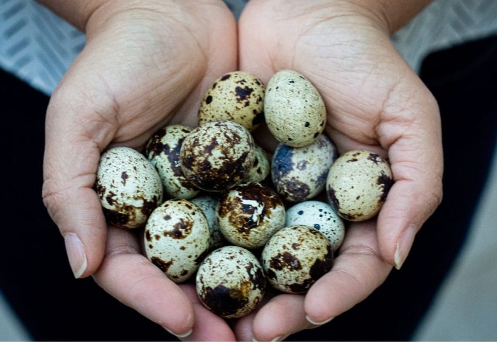 Coturnix Quail Egg Size: What to Expect from Your Layers