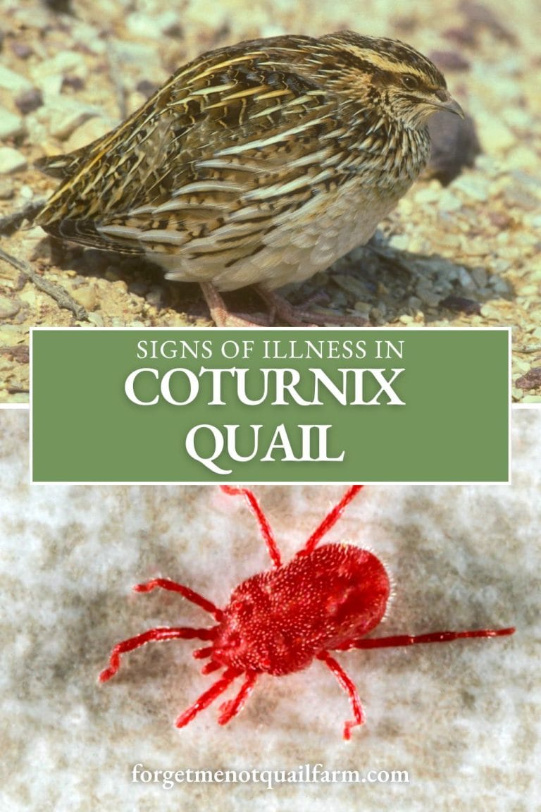 Sick Quail Symptoms and How to Treat Them