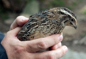 How Much Does It Cost to Raise Quail for Meat?