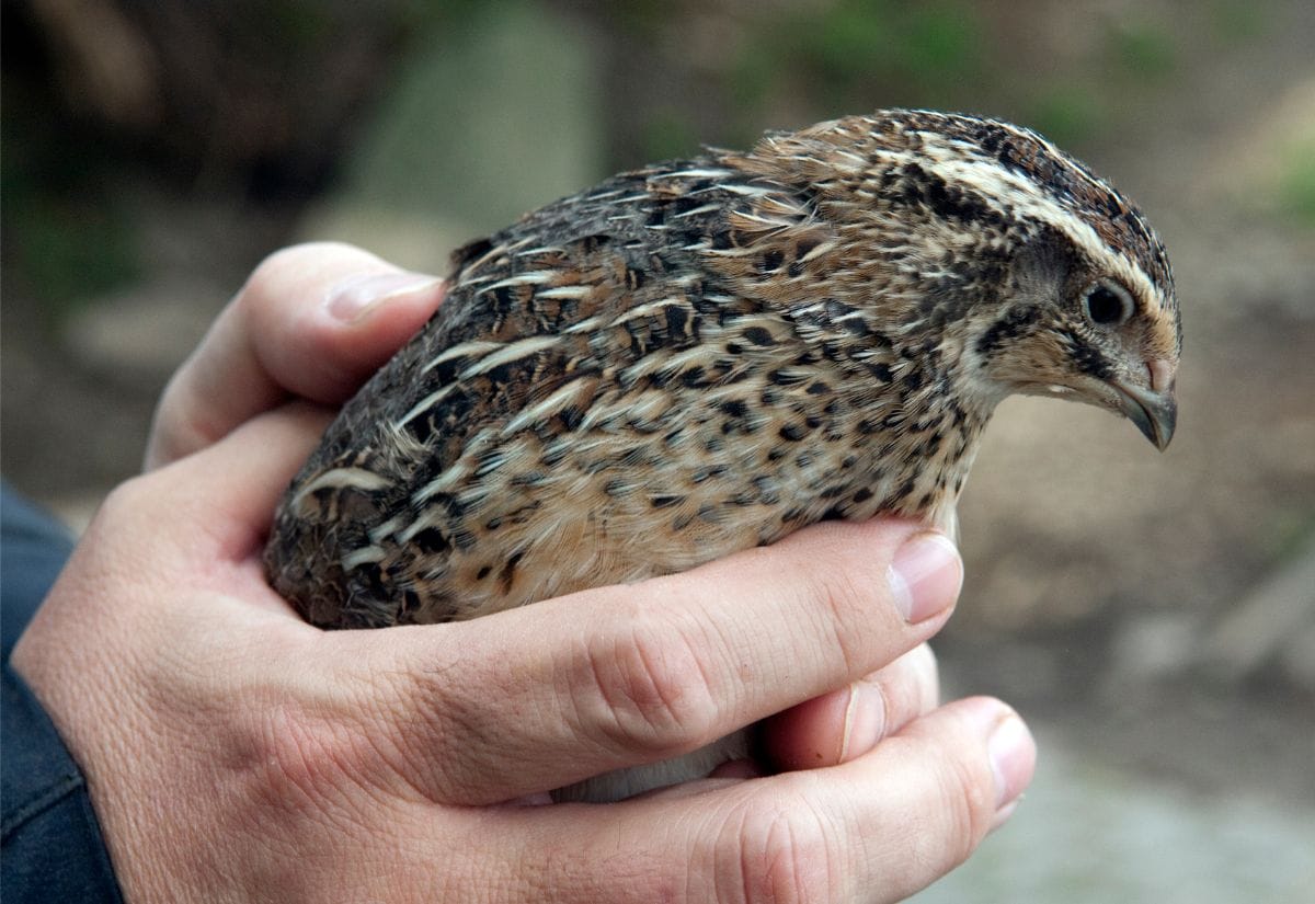 How Much Does It Cost to Raise Quail for Meat?
