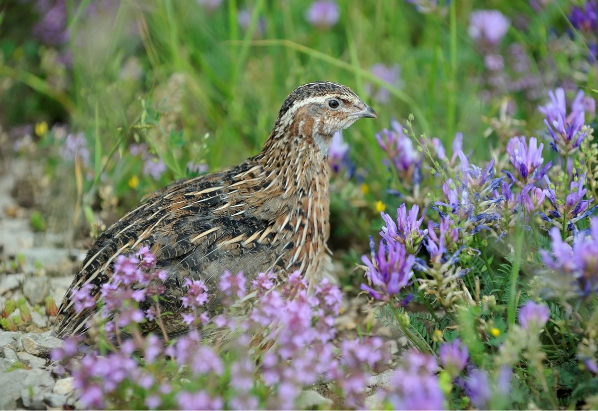 How Much Space Do Quail Need in an Aviary (Real Numbers)