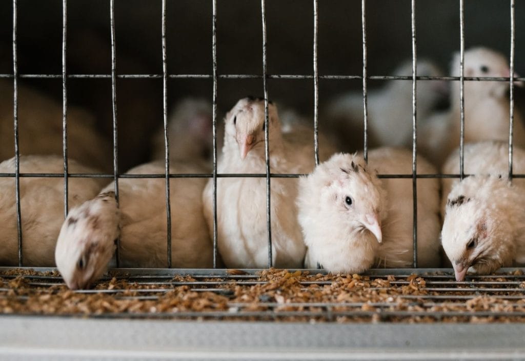 Sick Quail Symptoms: What to Watch for in Coturnix Quail