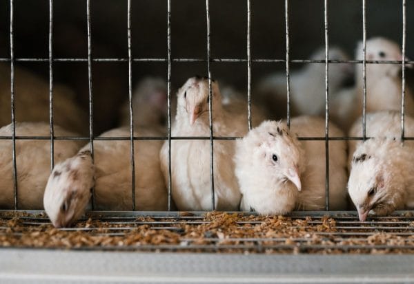 How to Price Live Quail for Sale: A Guide for Small-Scale Breeders