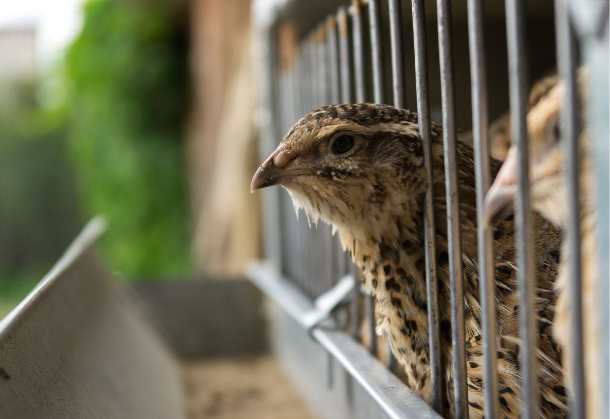 How Much Space Do Coturnix Quail Need? Pen Size & Setup