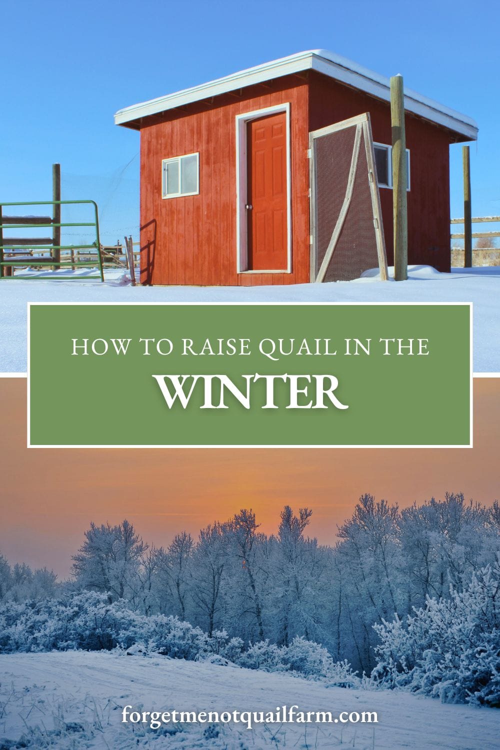 Coturnix Quail Cold Tolerance: Winter Guide