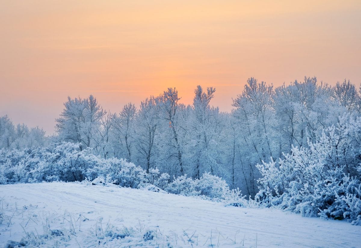 How to Raise Quail in the Winter When It’s Cold
